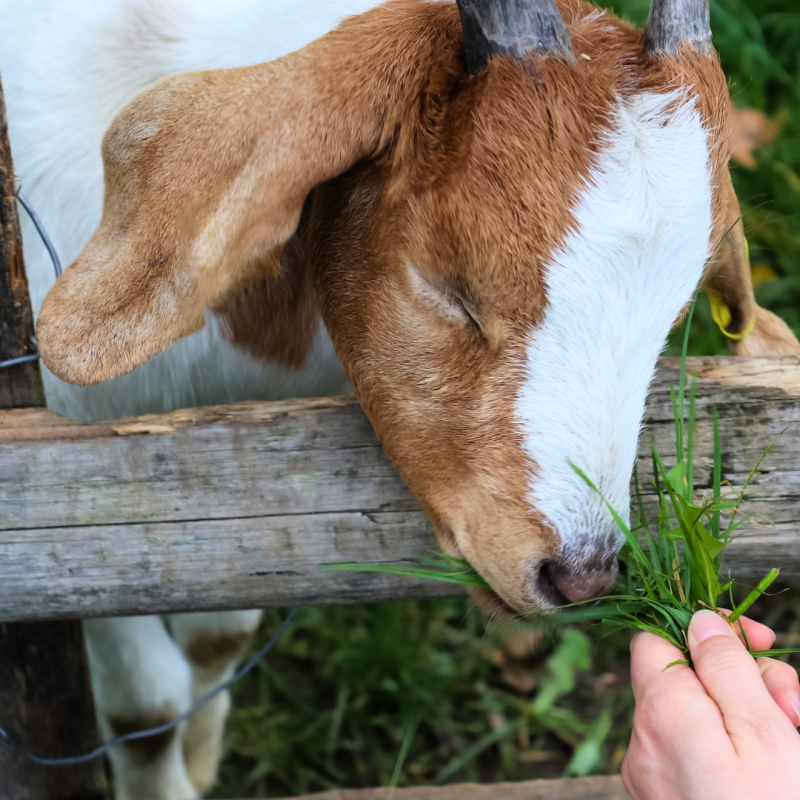 Jak začít s chovem koz?